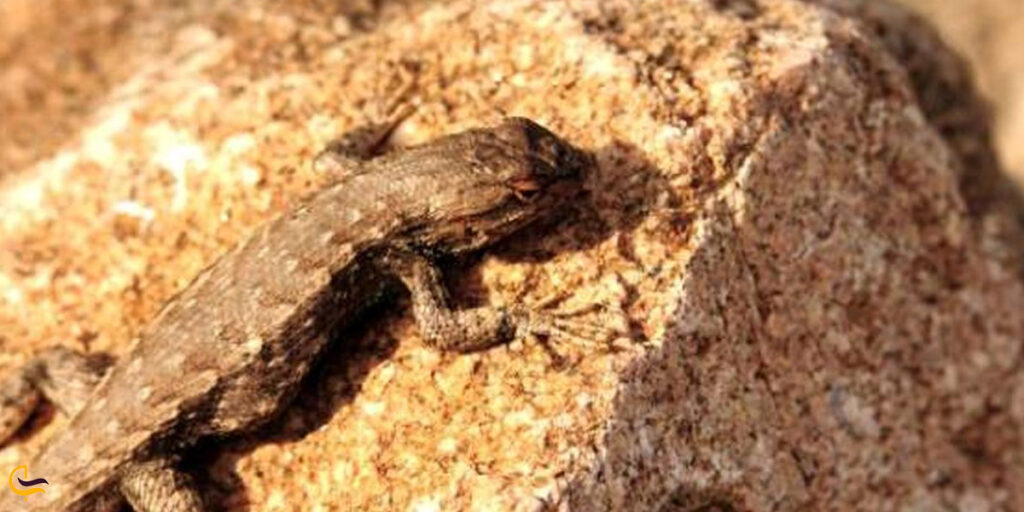 آکواریوم دبی | دریچه‌ای به شگفتی‌‌های دنیای زیر آب | ره بال آسمان